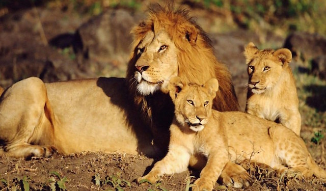 Lions Are Returning To Rwanda | Earth And The Environment