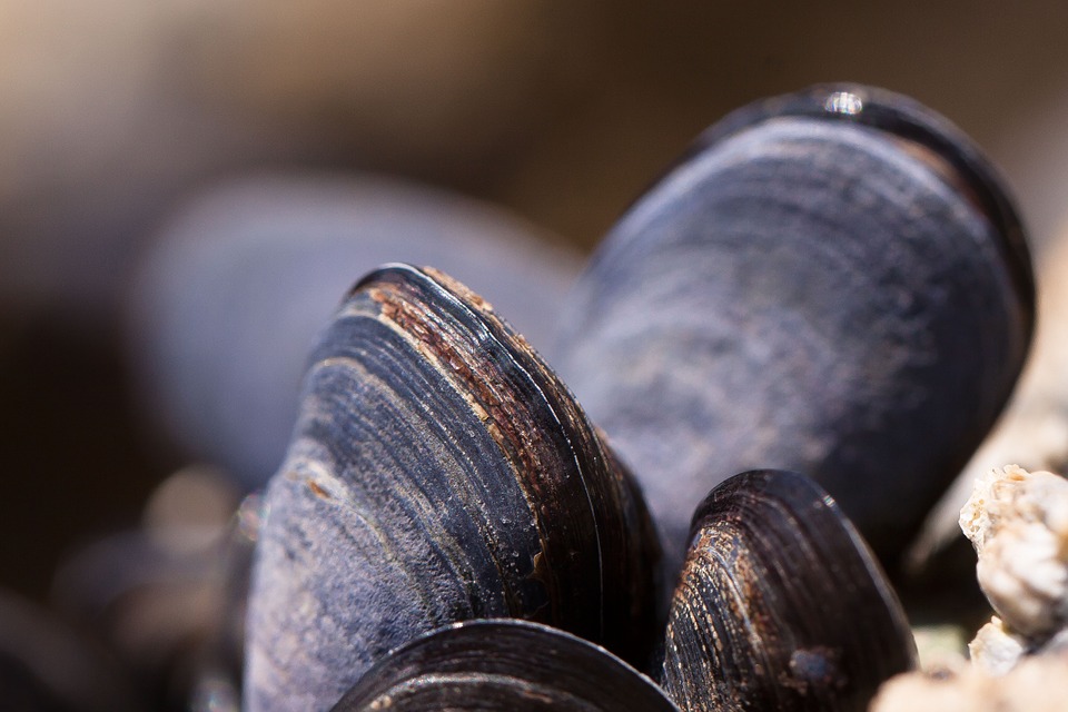 Designing a glue as strong as mussels | Chemistry And Physics