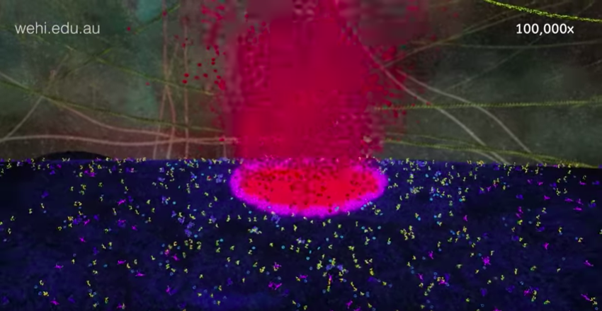 New Insight Into the Machinery That Drives Cell Death | Cell And ...