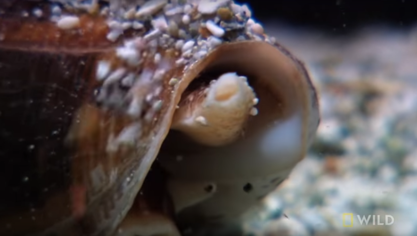 Cone Snail Venom is Part of a Potential Diabetes Therapeutic | Cell And ...