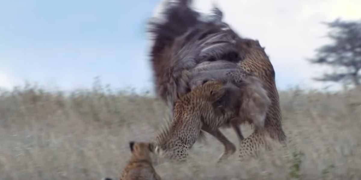 Cheetahs Band Together to Take Down Larger Prey | Plants And Animals