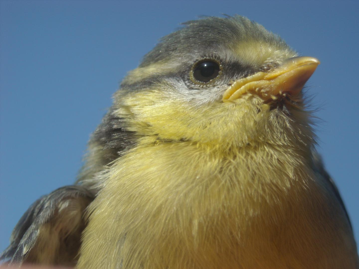 Some Female Birds Sing as a Form of Self Defense | Plants And Animals