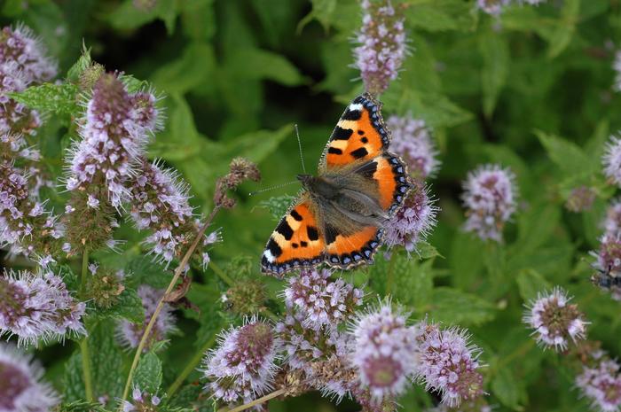 New Study Reveals Multi-Habitat Landscapes Enhance Biodiversity and ...