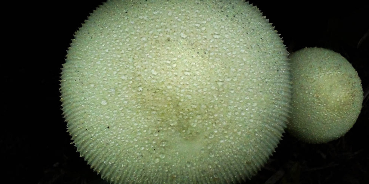 Did Scientists Just Find Mushrooms on Mars? | Space