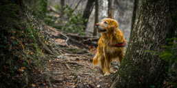 First Wild Wolf Spotted in Northern Belgium in Over 100 Years | Plants ...