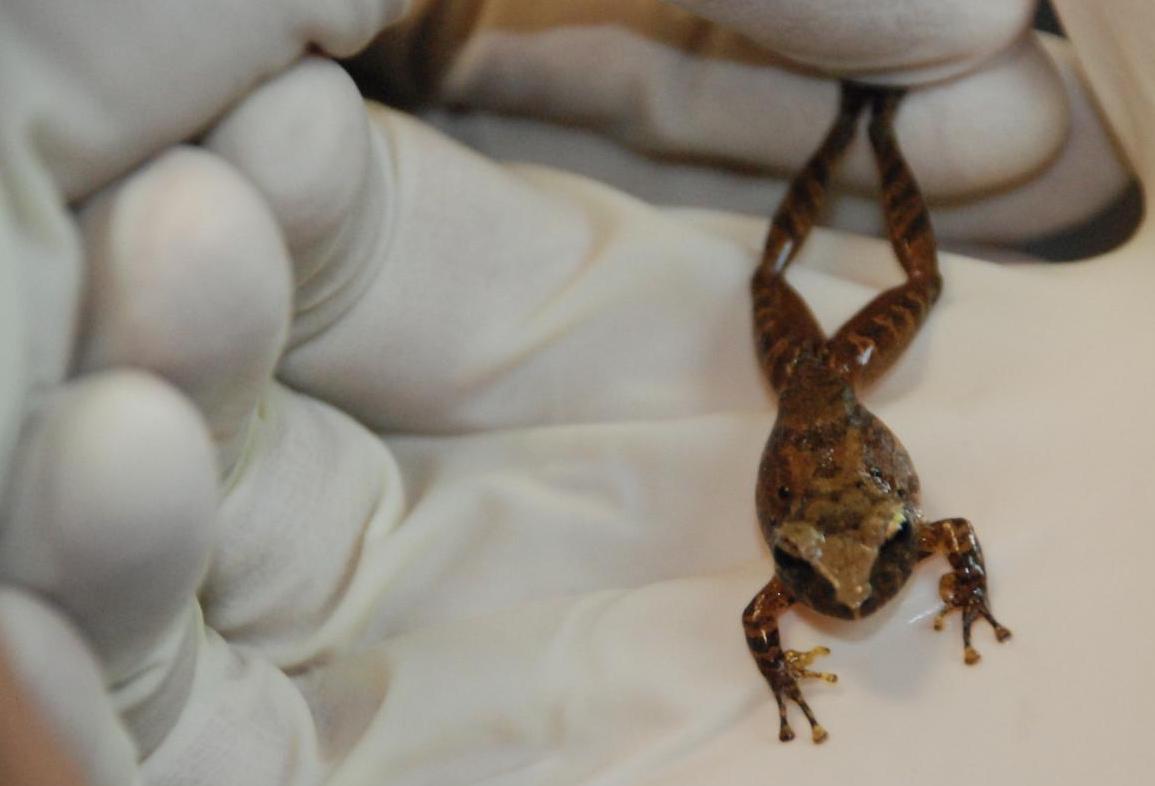 Bacteria on Frog Skin Can Help Fight Fungal Infections | Microbiology