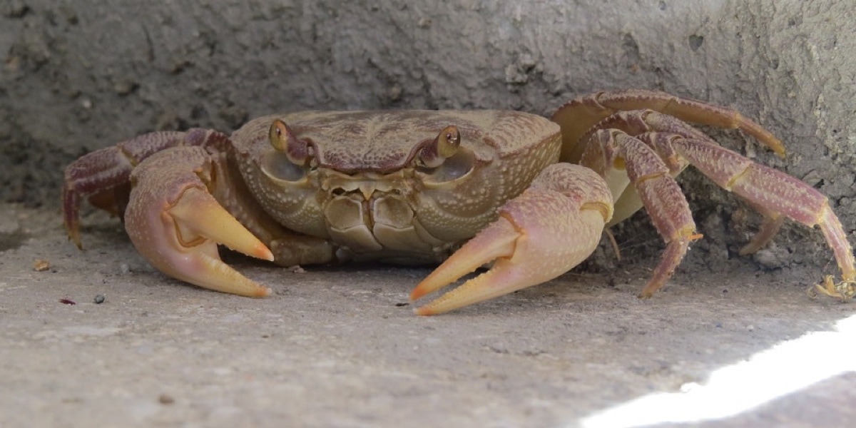 Watch An Ant Colony Attack This Crab Like a Bunch of Savages | Plants ...