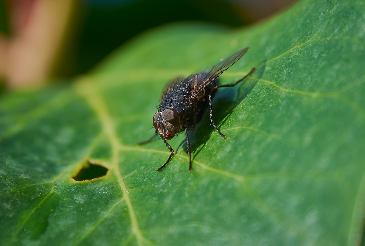 Researchers Discover Many New Viruses That are Carried by Insects ...