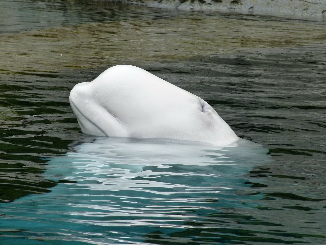 Beluga Whales Dive Deeper and Longer for Food Amid Sea Ice Loss ...