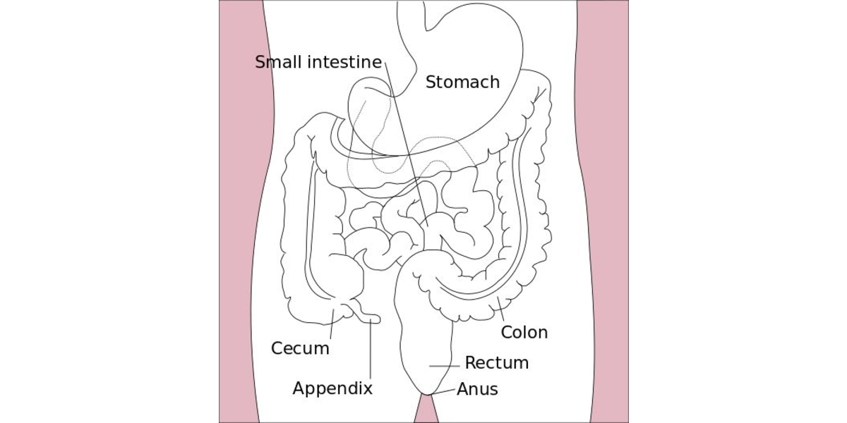 GI Motility Disorders | Health And Medicine