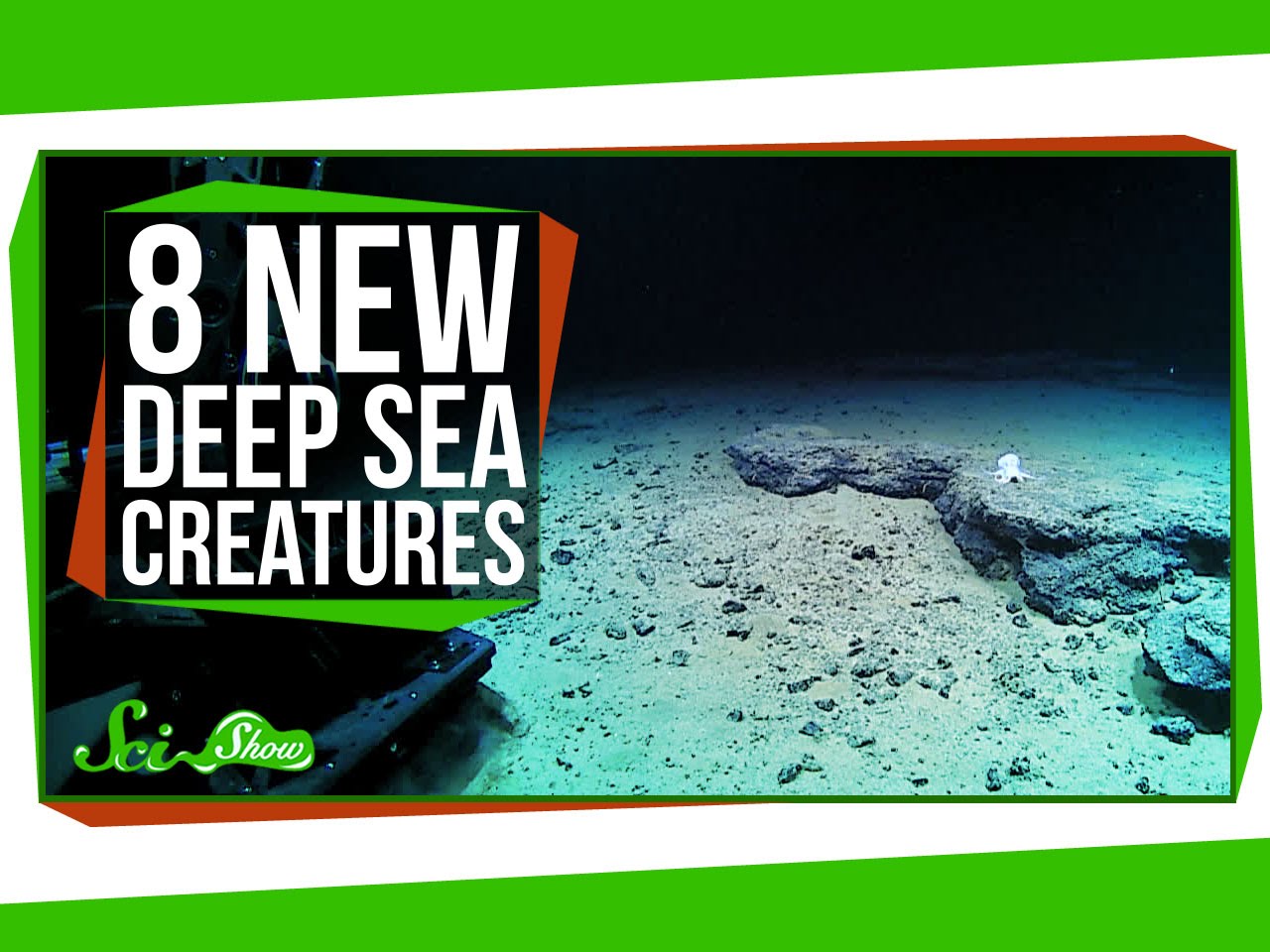 8 Newly Discovered Inhabitants of the Deep Sea | Videos