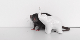 The Most Effective Methods to Improve Your Memory | Neuroscience