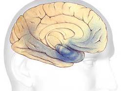 Scientists Engineer First Human Brain Cells with | Neuroscience