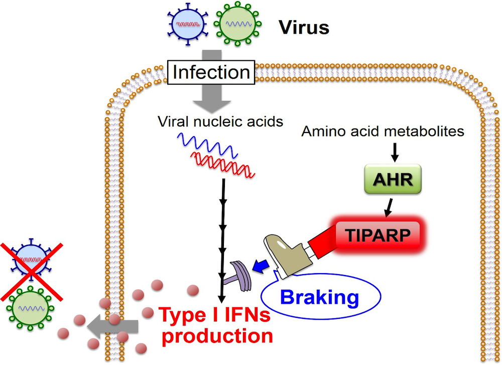 Mode of Regulation of Immune Response by Receptor Found | Cell And ...