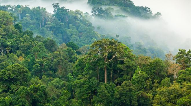 Can Amazon trees keep up? | Earth And The Environment