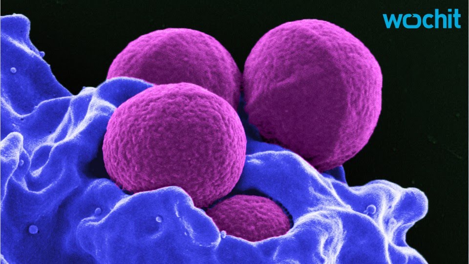 Cells From a Sponge Can Treat MRSA Infections | Videos