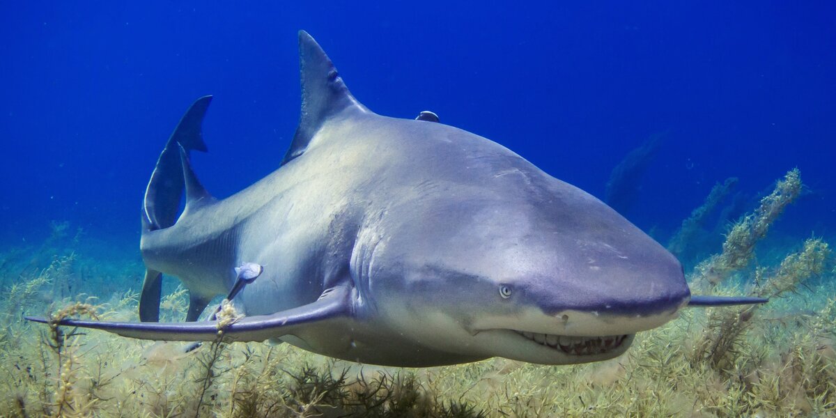 Sharks Can Use Earth's Magnetic Field to Navigate | Plants And Animals