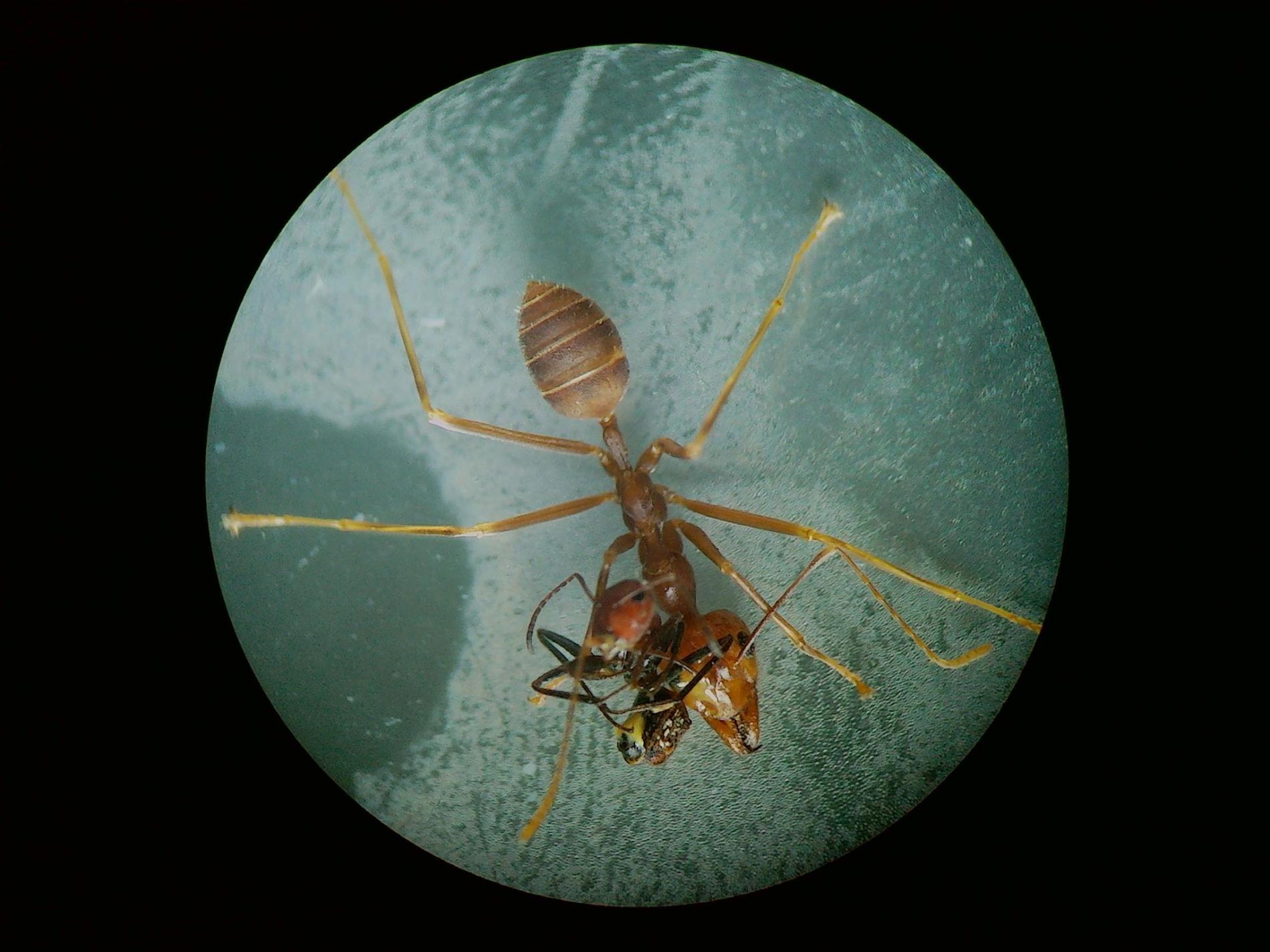 These Ants 'Explode' to Protect Their Colonies | Plants And Animals