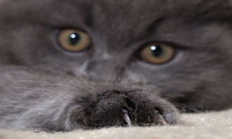 The Science of Turning Buds into High-Potency Marijuana Oil | Cannabis ...