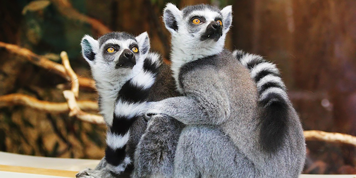 What can Lemurs Teach us About Love? | Plants And Animals