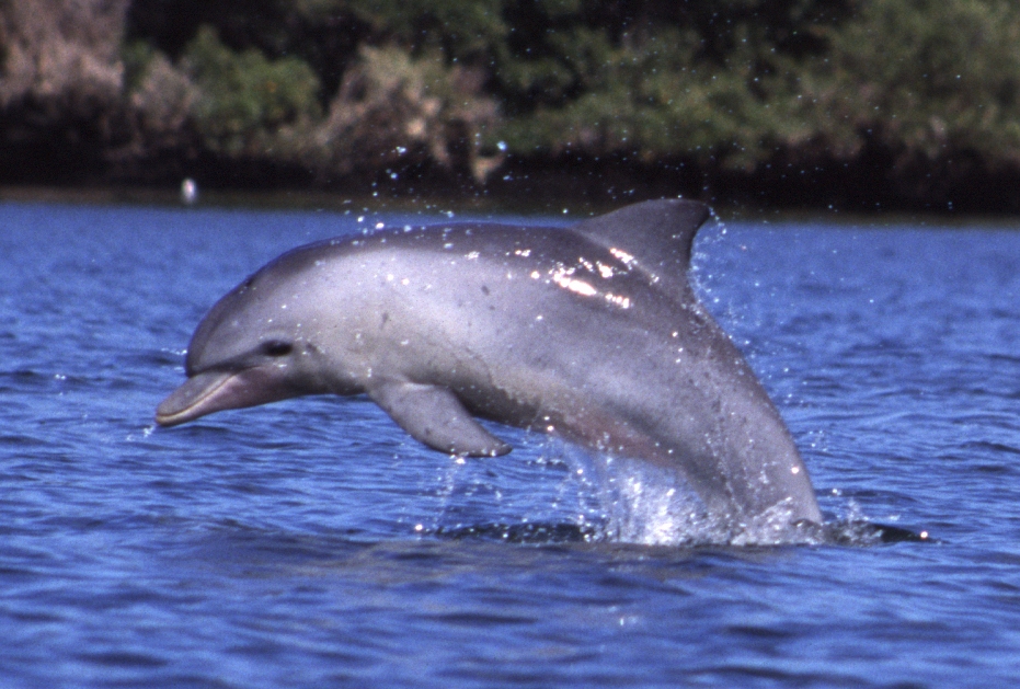 Alzheimer's Disease Identified in Dolphins | Cell And Molecular Biology