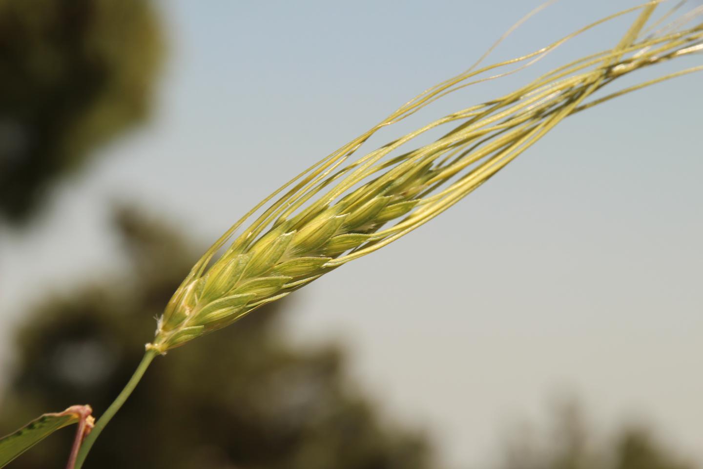 Characterizing the Evolution of Wheat | Cell And Molecular Biology