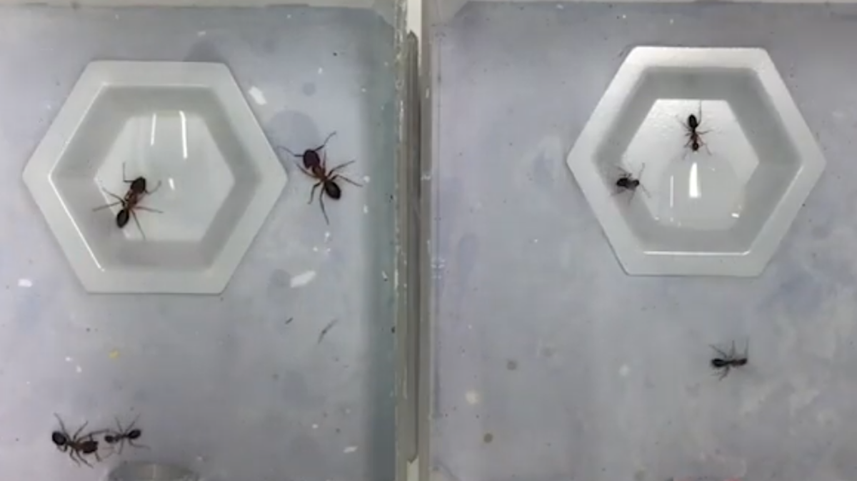 An Epigenetic Switch Changes Warrior Ants Into Foragers | Genetics And ...