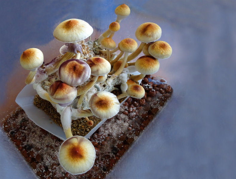 Researchers Re-classify the 'Magic Mushroom' Drug | Drug Discovery And ...