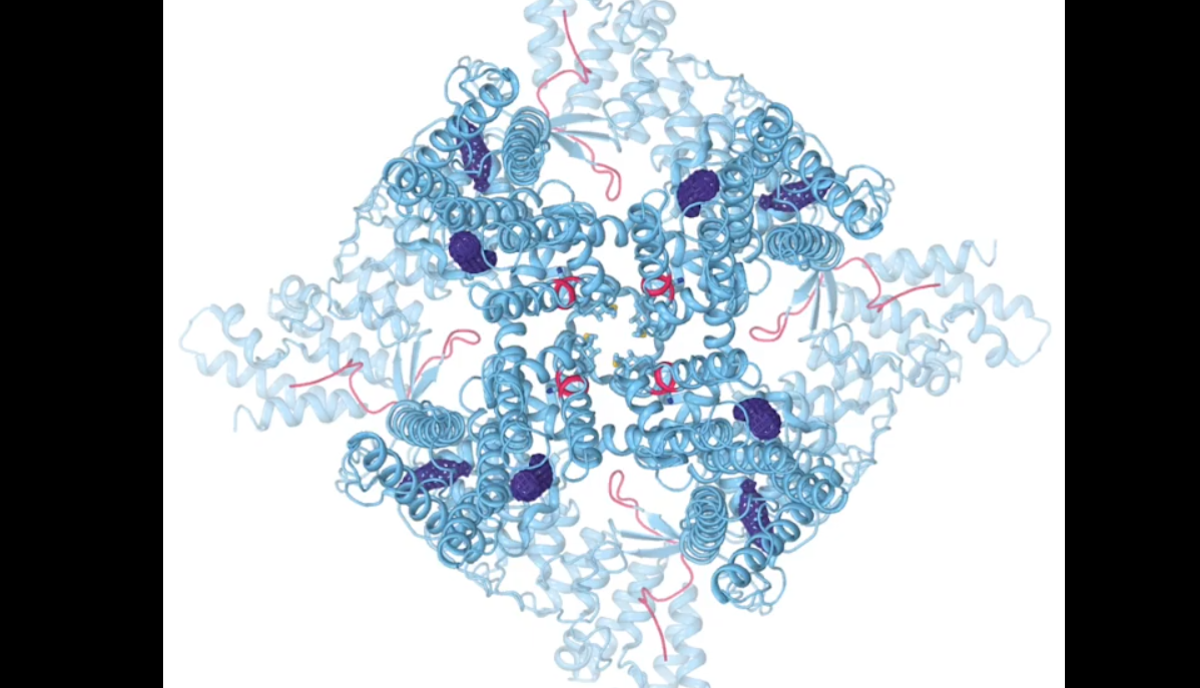 Temperature Sensing Molecule is Observed in Detail | Cell And Molecular ...