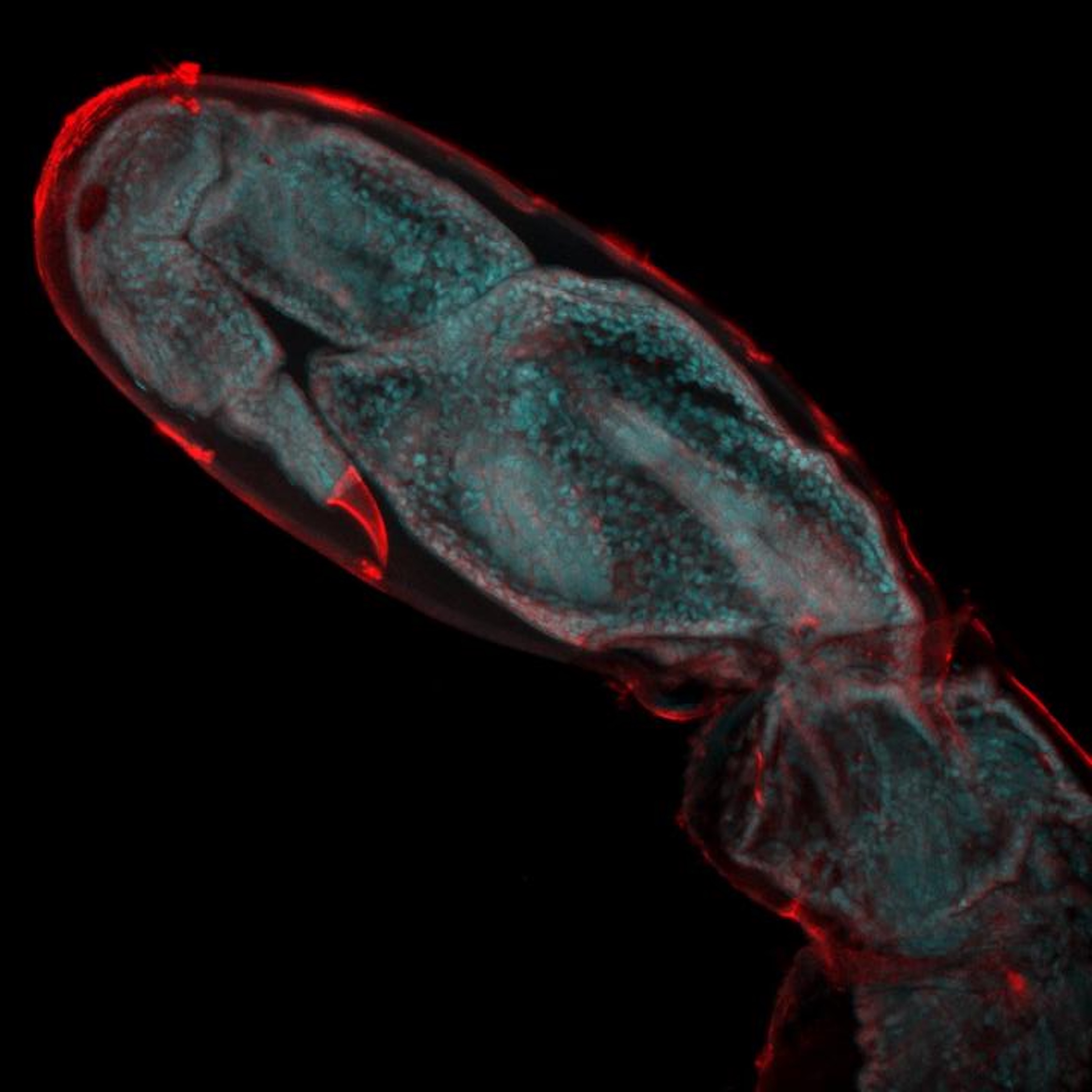 Footage of Cell Action During Limb Regeneration is Captured | Cell And ...