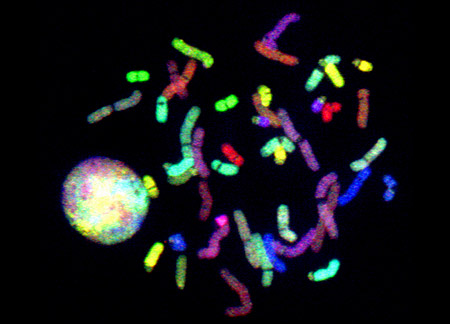 Discoveries in 3-D Genome Make-Up and Genetic Ch | Genetics And Genomics
