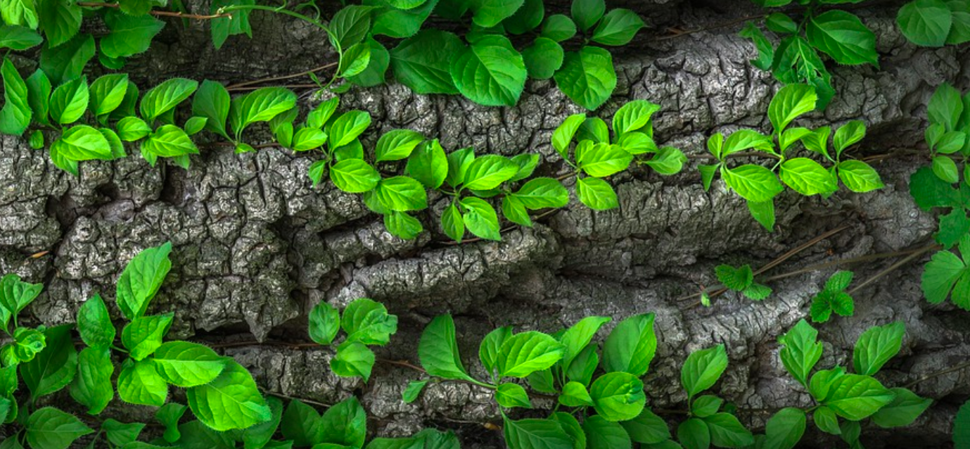 Heme-Loving Plant Peptide Could Have Many Applications | Microbiology