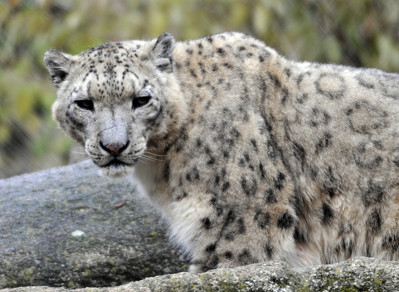 Are Snow Leopards In Endangered Species