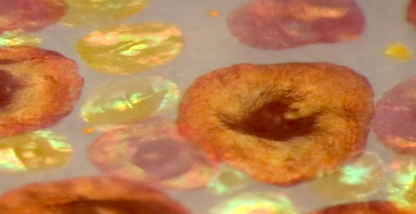 Revealing the Mechanisms Underlying Squid's Color-changing Skin | Cell ...