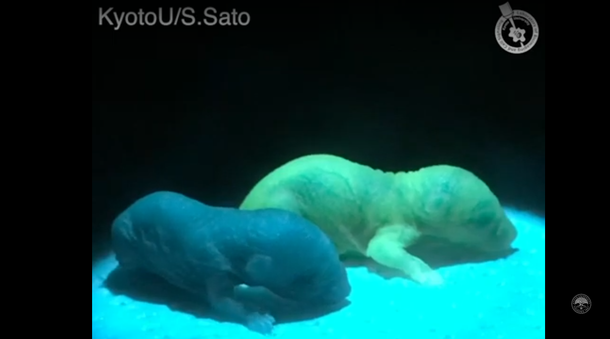 A Better View of the Mechanisms Underlying Night Vision | Genetics And ...