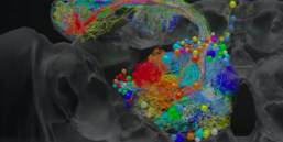 New Research on How the Brain Learns