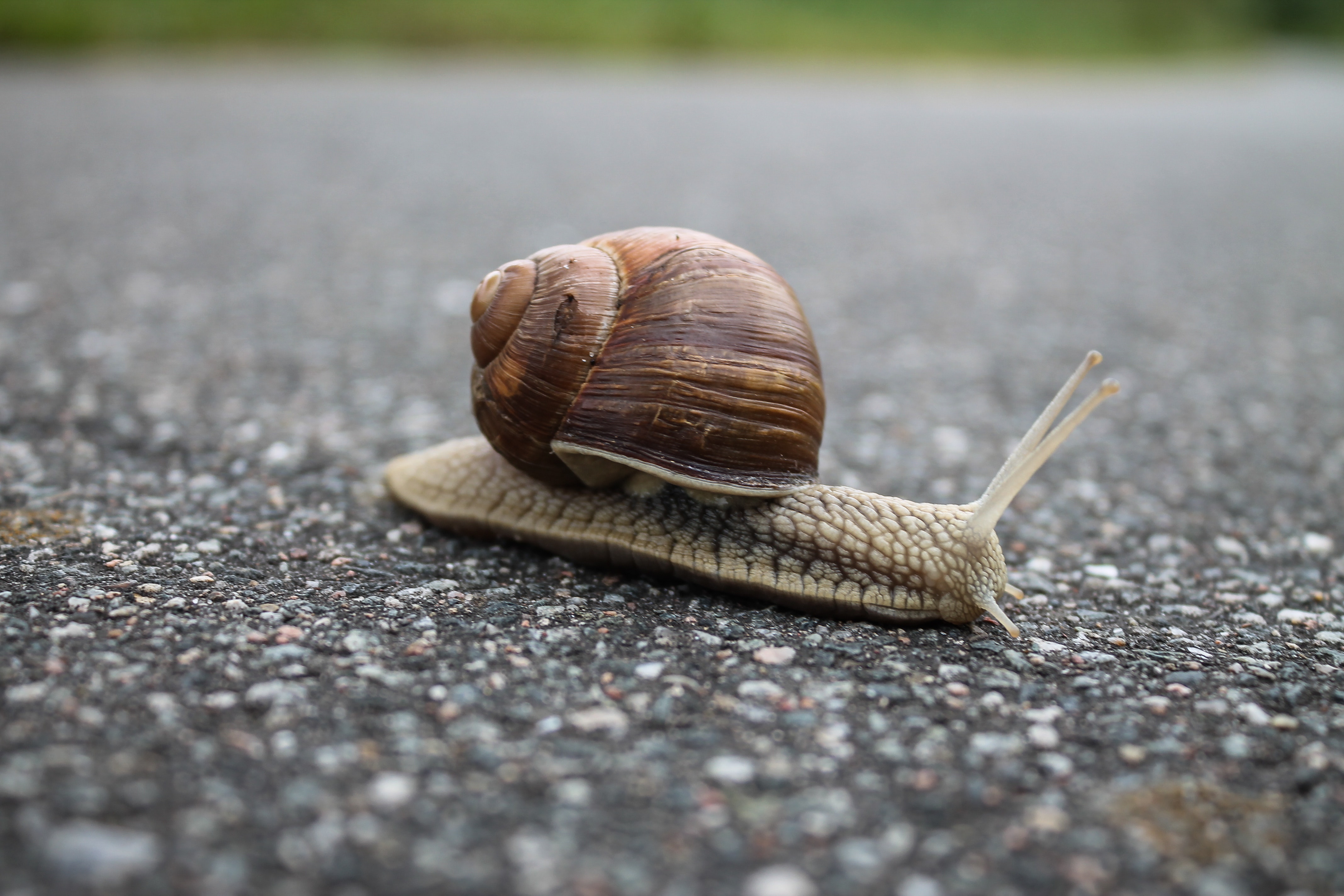A pediatric-friendly drug to combat snail fever | Drug Discovery And ...