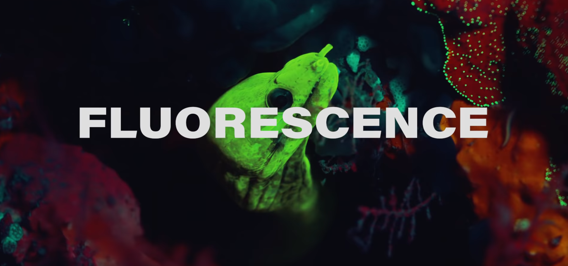 Scientists Are Learning More About the Properties of Biofluorescence ...