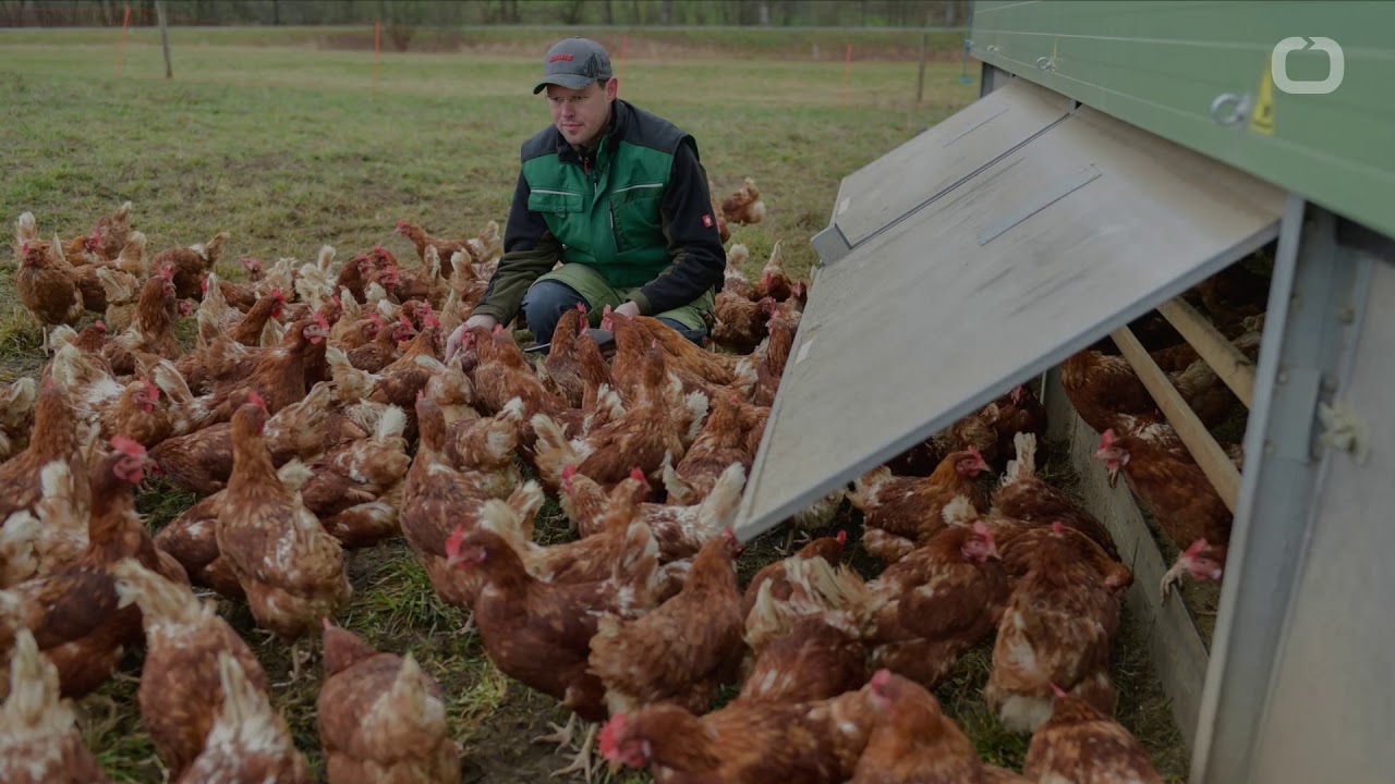 Hens Engineered to Generate Human Proteins in Their Eggs | Genetics And ...