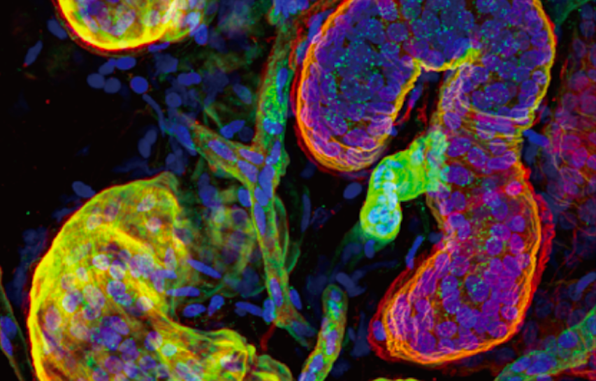 Sweat Gland Structure Revealed in Unprecedented Detail | Cell And ...