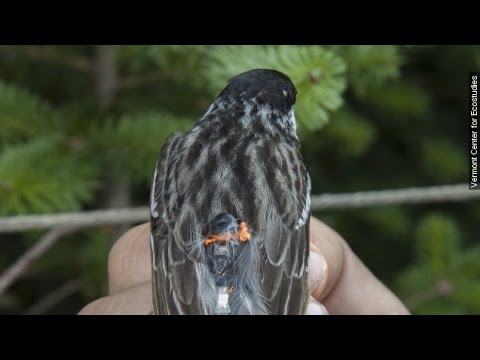 Check Out All the Different Kinds of Animal Tracking Devices Scientists ...