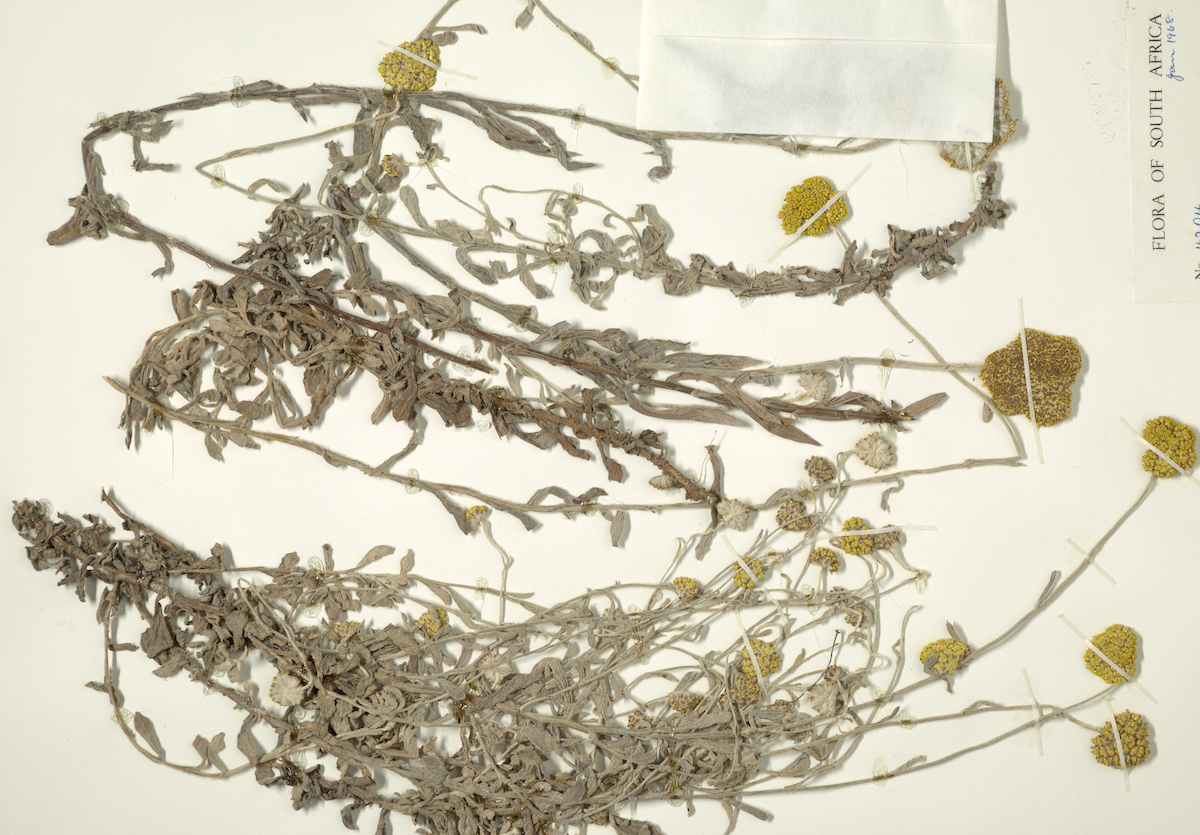 This Plant is Not Cannabis, But it Generates Cannabinoids | Cell And ...