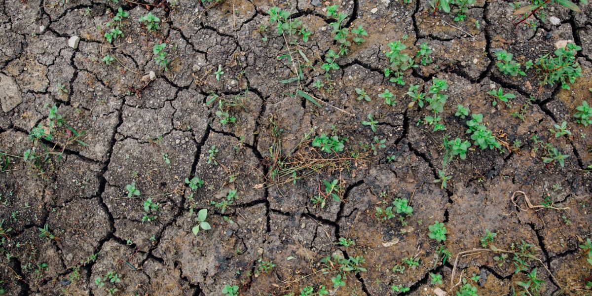 Rare Soil Microbe Shows Promise as New Antibiotic | Immunology