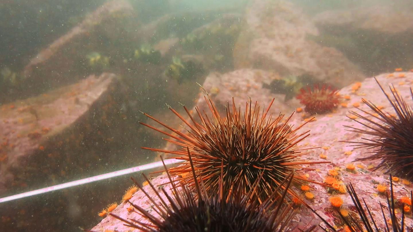 DNA Analysis Shows How Algae Respond to a Changing Environment ...
