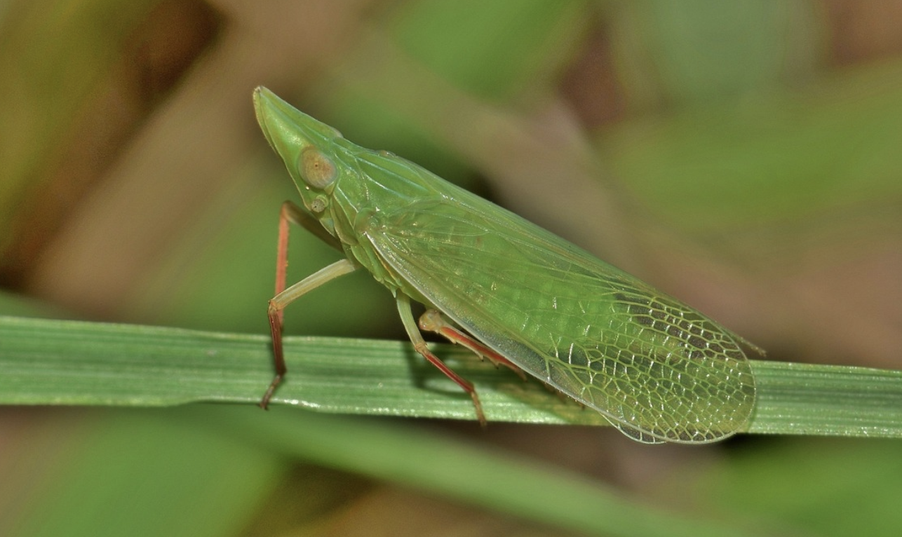 This Symbiotic Organism Has the Smallest Genome | Genetics And Genomics