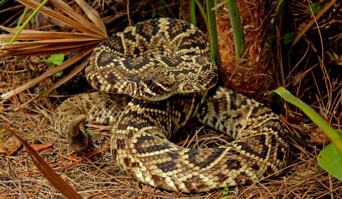 Fungal Disease Affecting Snakes More Widespread Than Thought | Plants ...