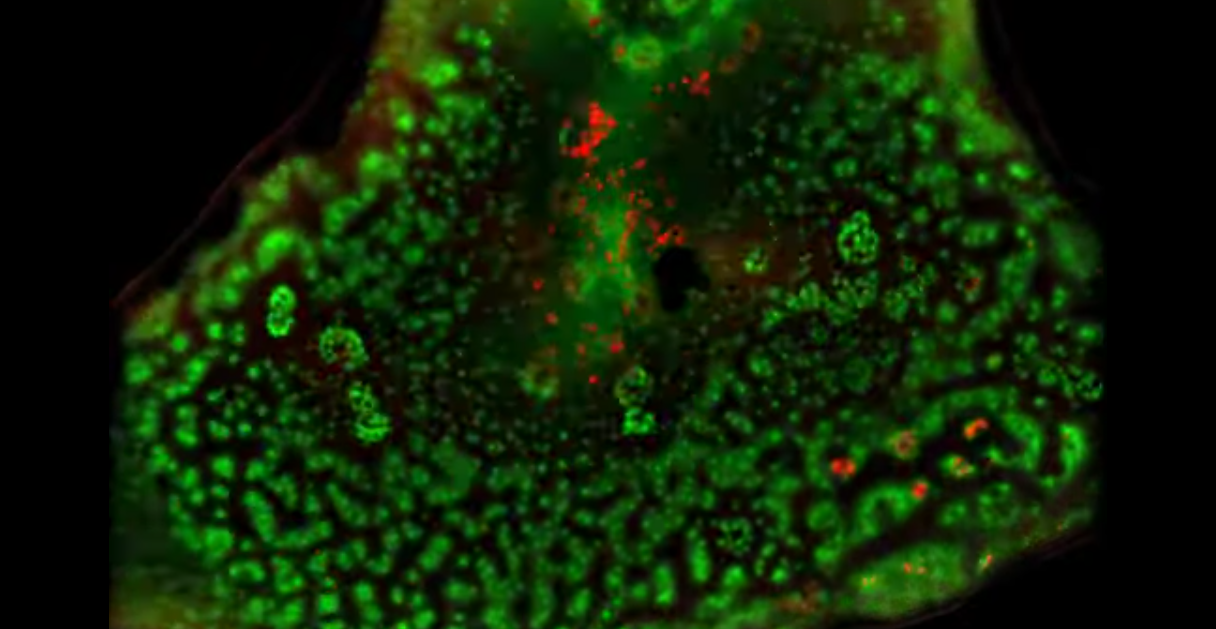Cell-Like Structures Form Out of Frog Egg Cytoplasm | Cell And ...