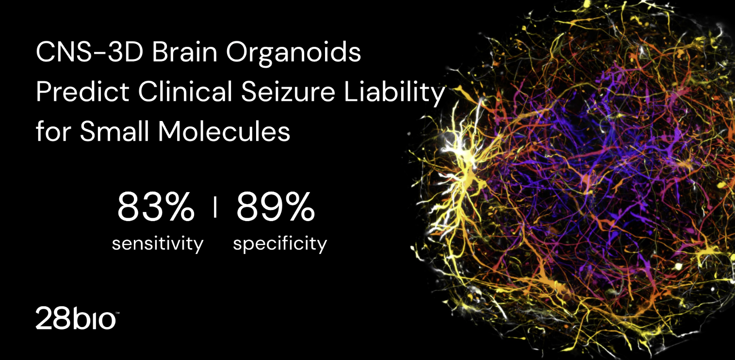 CNS-3D Brain Organoids Predict Clinical Seizure Liability | Drug ...