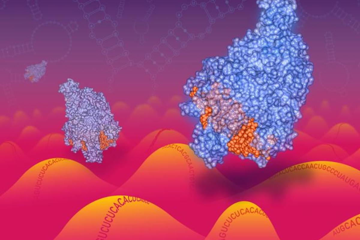 Targeting RNA With CRISPR | Genetics And Genomics