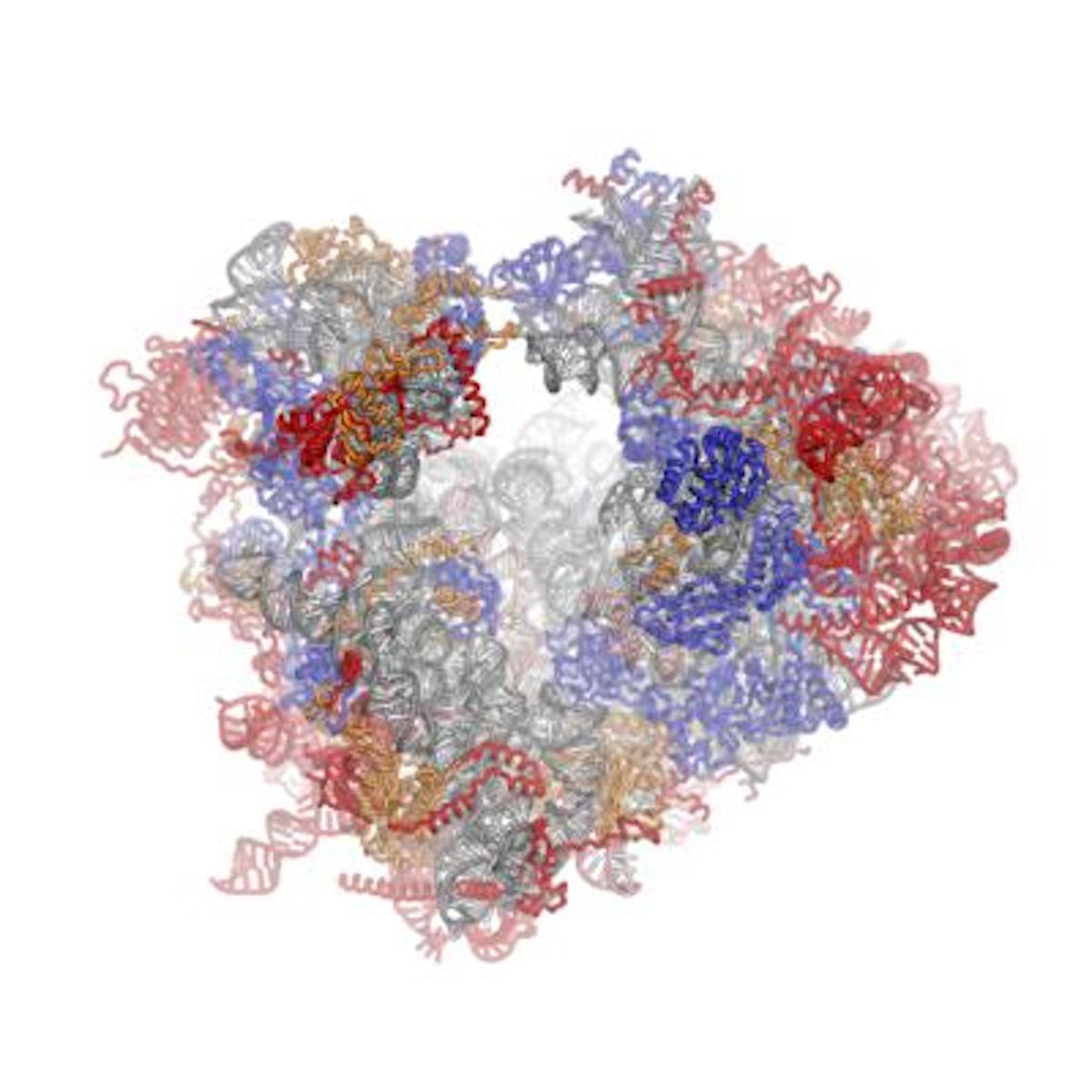 Revealing a Previously Unknown Role for the Ribosome | Genetics And ...